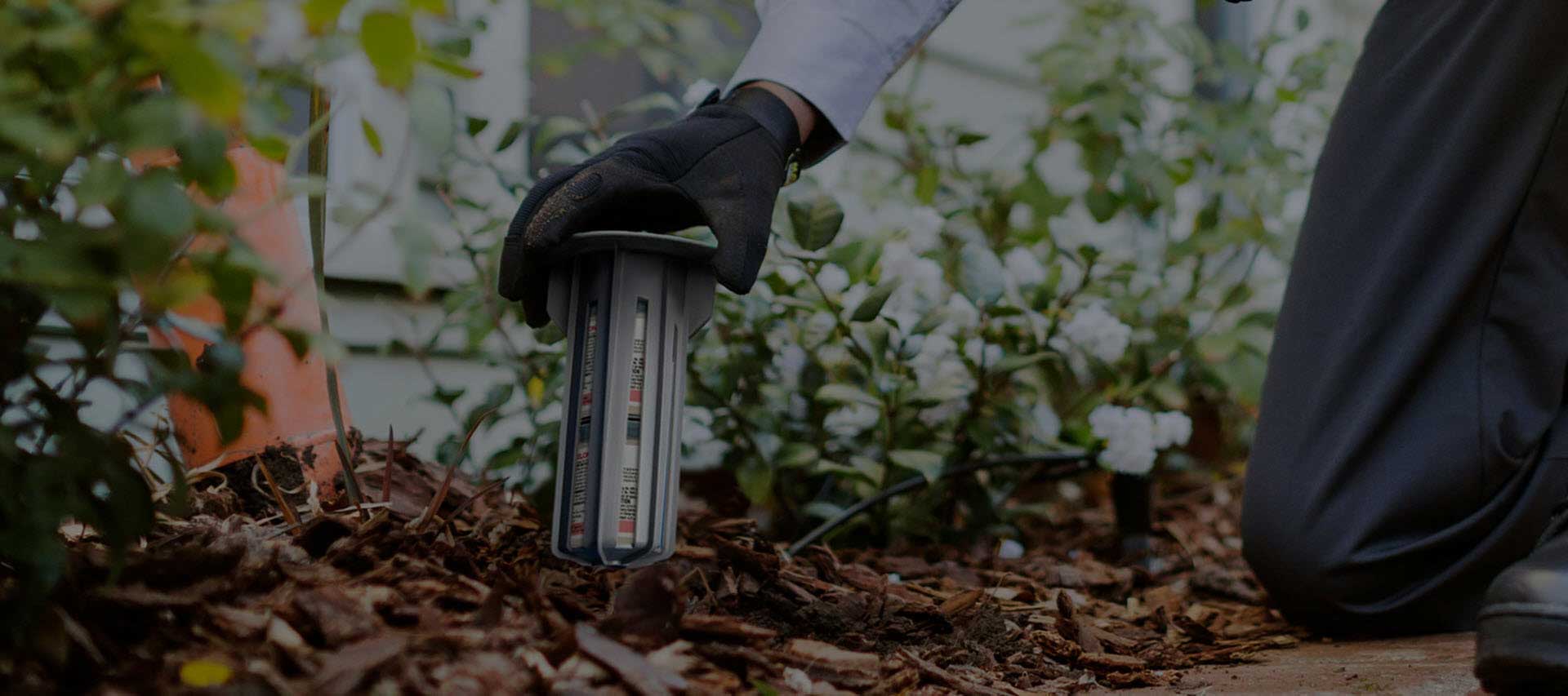 The Complete Guide to Termites and How to Get Rid of Them - Daily Hacks